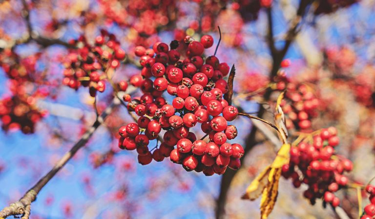 9 Berries That Grow in Winter - The Bohemian Raspberry