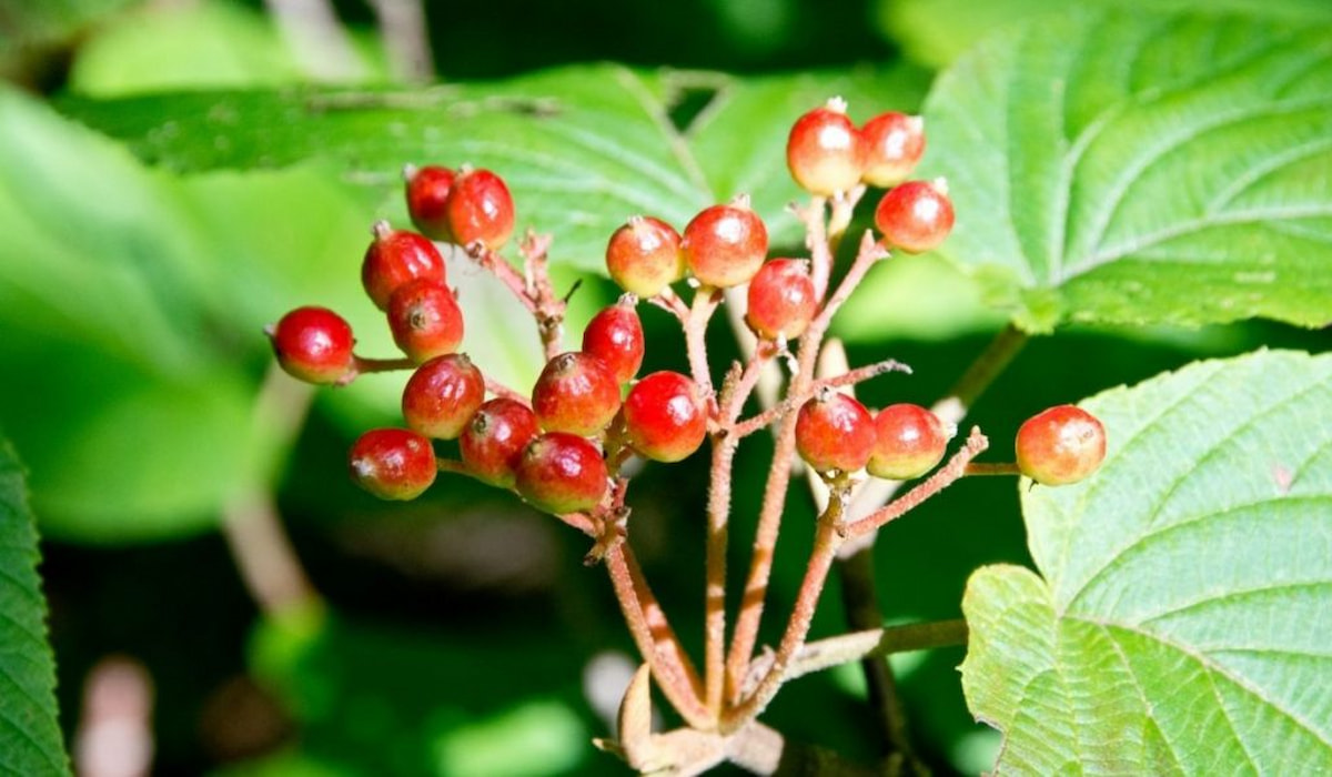 15 Types of Red Berries On Bushes - The Bohemian Raspberry