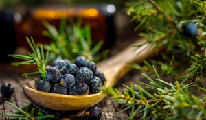 9 Berries That Grow in Winter - The Bohemian Raspberry