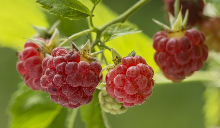 15 Types of Red Berries On Bushes - The Bohemian Raspberry