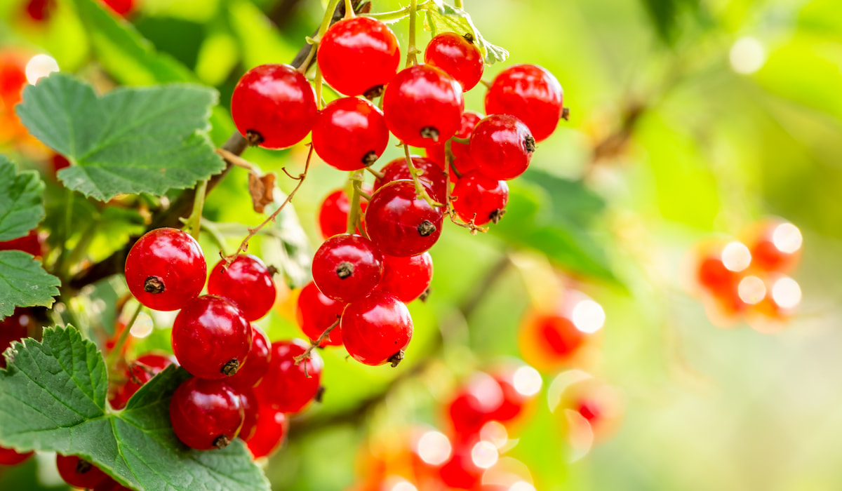 11 Berries That Grow in the Shade - The Bohemian Raspberry