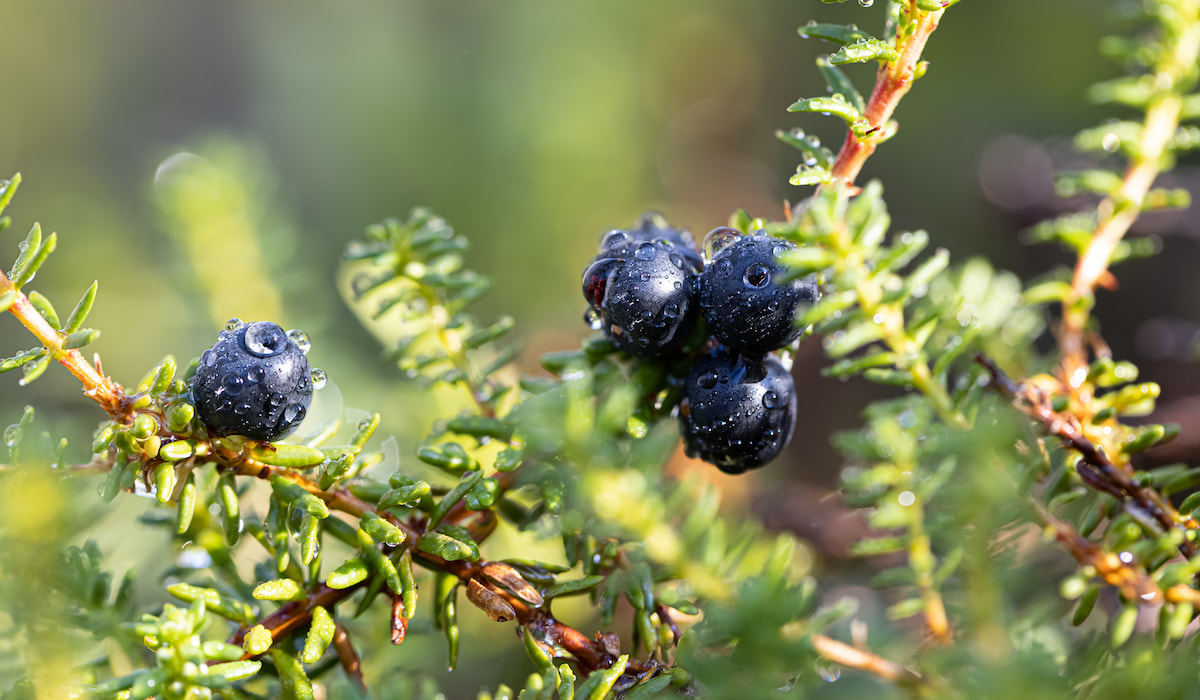 11 Berries That Grow in the Shade - The Bohemian Raspberry