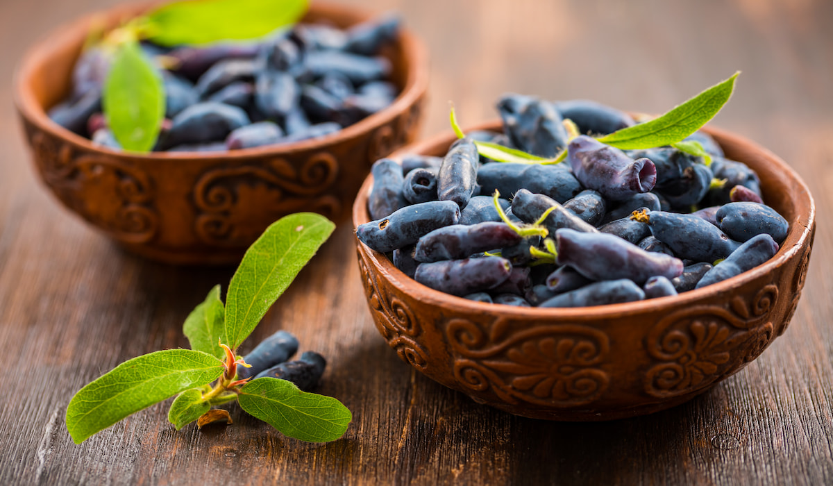 11 Berries That Grow in the Shade - The Bohemian Raspberry