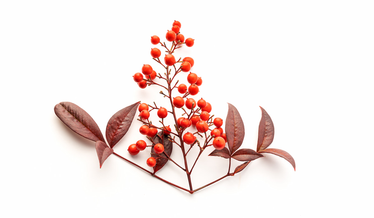 15 Types of Red Berries On Bushes - The Bohemian Raspberry