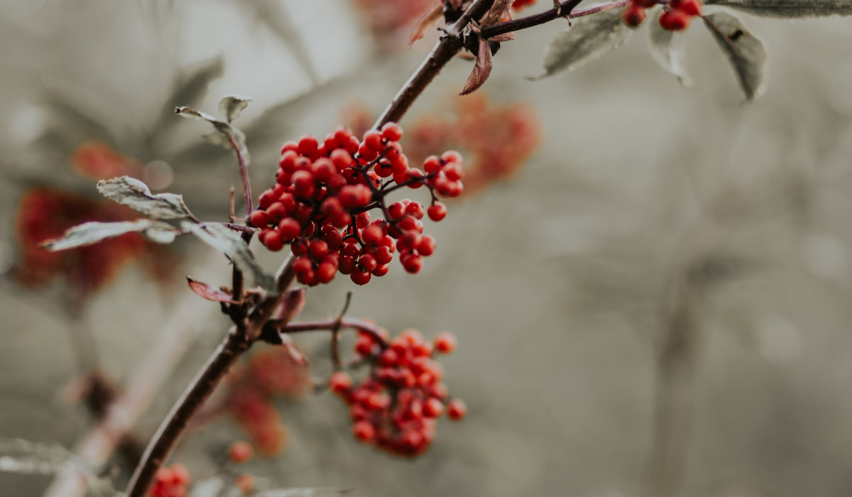 15 Types of Red Berries On Bushes - The Bohemian Raspberry